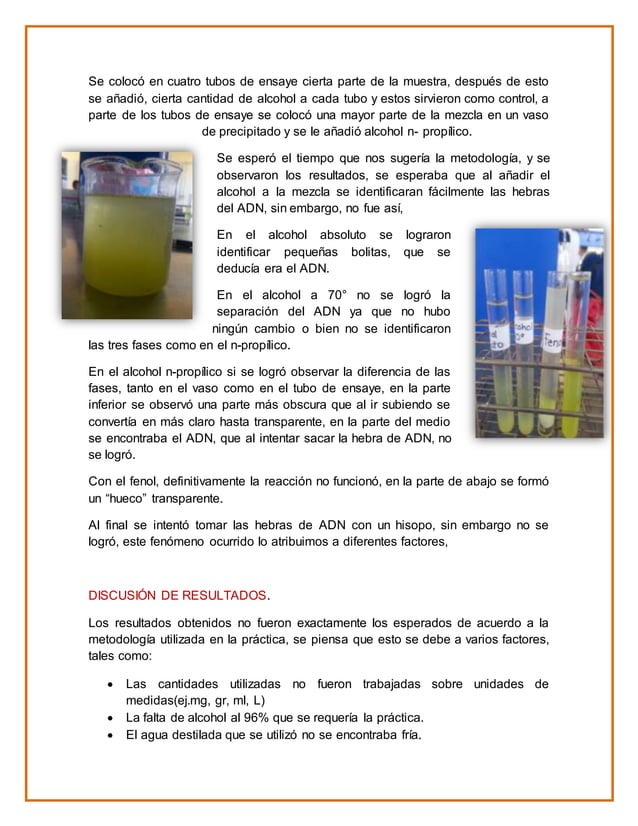 Práctica 10 Extracción De Adn Pdf