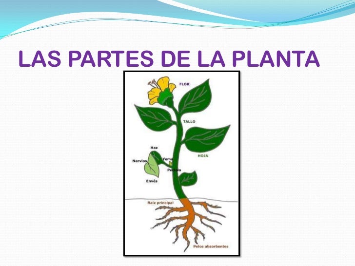 Plantas Criptògamas