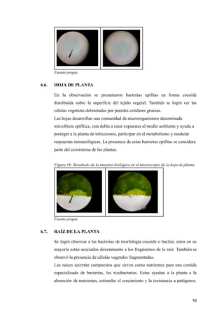 PRÁCTICA 1 MICROBIOLOGÍA: OBSERVACIÓN DE MICROBIOMAS BACTERIANOS ...