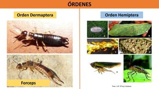 Morfología y Órdenes .pptx