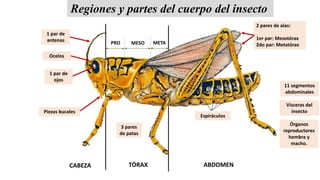 Morfología y Órdenes .pptx