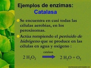 Práctica 2 actividad de catalasa. | PPTX