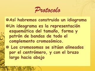 Práctica 5 Elaboración de idiograma humano. | PPT
