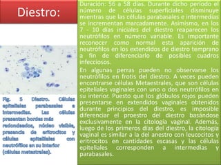 Citología vaginal en caninos | PPTX