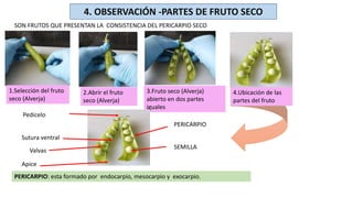 PRÁCTICA DE FRUTO Y SEMILLA.pptx