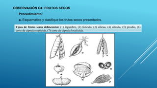 PRÁCTICA DE FRUTO Y SEMILLA.pptx