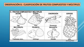 PRÁCTICA DE FRUTO Y SEMILLA.pptx