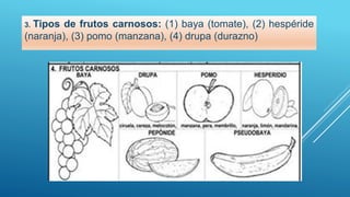 PRÁCTICA DE FRUTO Y SEMILLA.pptx