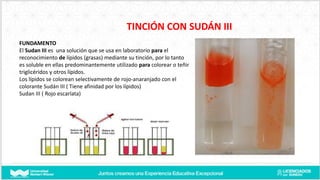 Práctica De Laboratorio Pdf