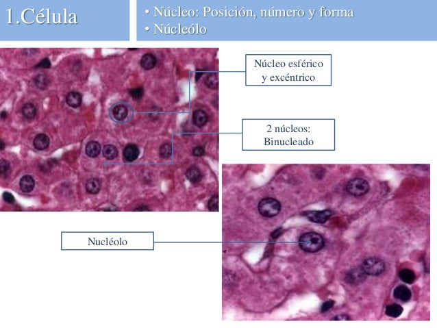 Práctica histología parte i