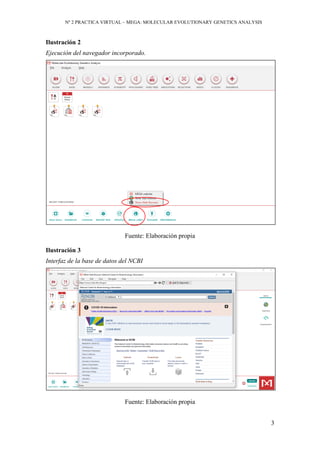 PRACTICA VIRTUAL – MEGA: MOLECULAR EVOLUTIONARY GENETICS ANALYSIS | PDF
