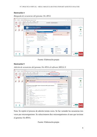 PRACTICA VIRTUAL – MEGA: MOLECULAR EVOLUTIONARY GENETICS ANALYSIS | PDF