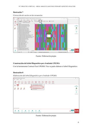 PRACTICA VIRTUAL – MEGA: MOLECULAR EVOLUTIONARY GENETICS ANALYSIS | PDF