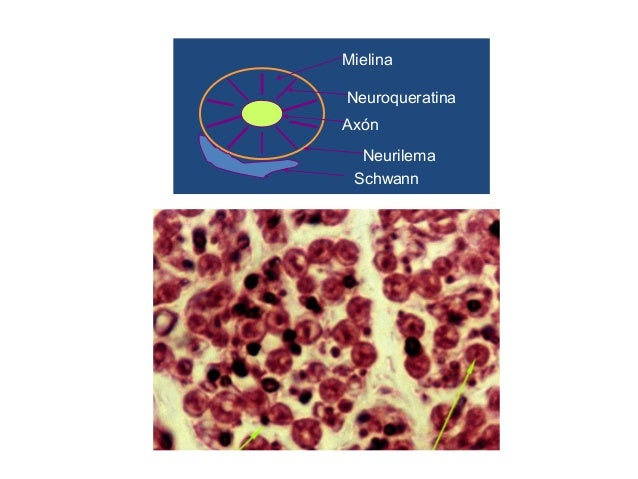 Práctica no. 9 tejido nervioso