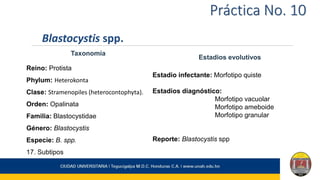 Práctica No 10 Blastocystis (1).pdf protoxoologia | PDF