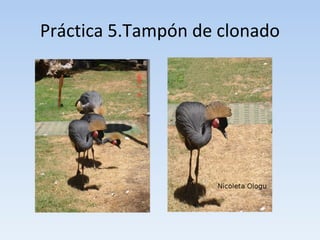 Prácticas con gimp | PDF