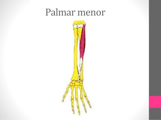 Práctico músculos mmss