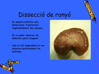 Pràctiques de biologia humana | PPT