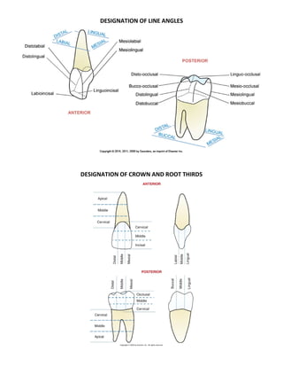 Oral Anatomy Terminology | PDF