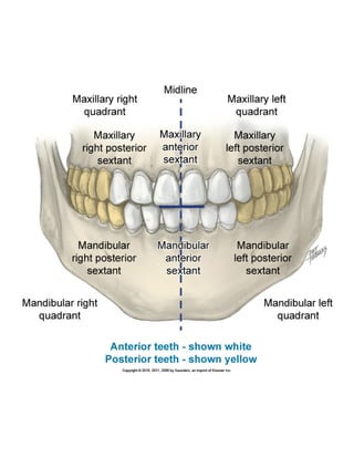 Oral Anatomy Terminology | PDF