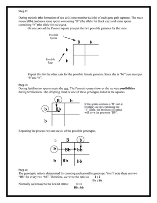 Pre-AP_Biology_Unit_04_-_Genetics_Practice_Set.pdf