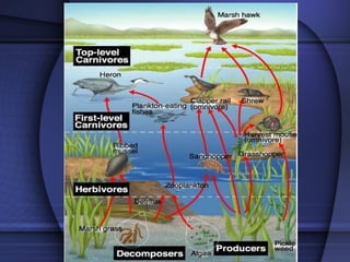 Pre-AP Tie-in Objective 8.14A, B, and C Ecosystems and Pollution | PPT
