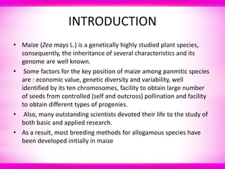 Pre breeding in maize | PPT