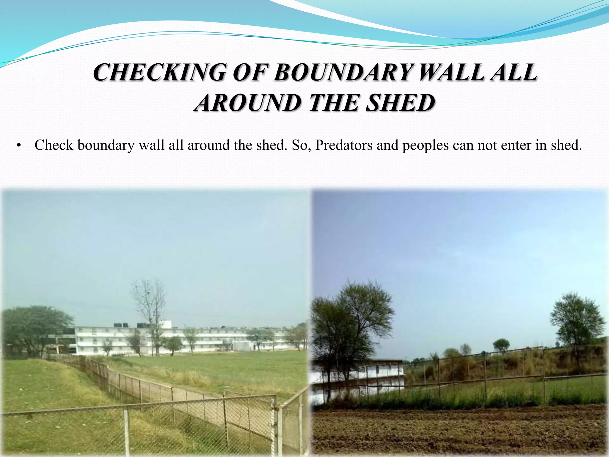 "Pre-Brooding Management" | PPTX