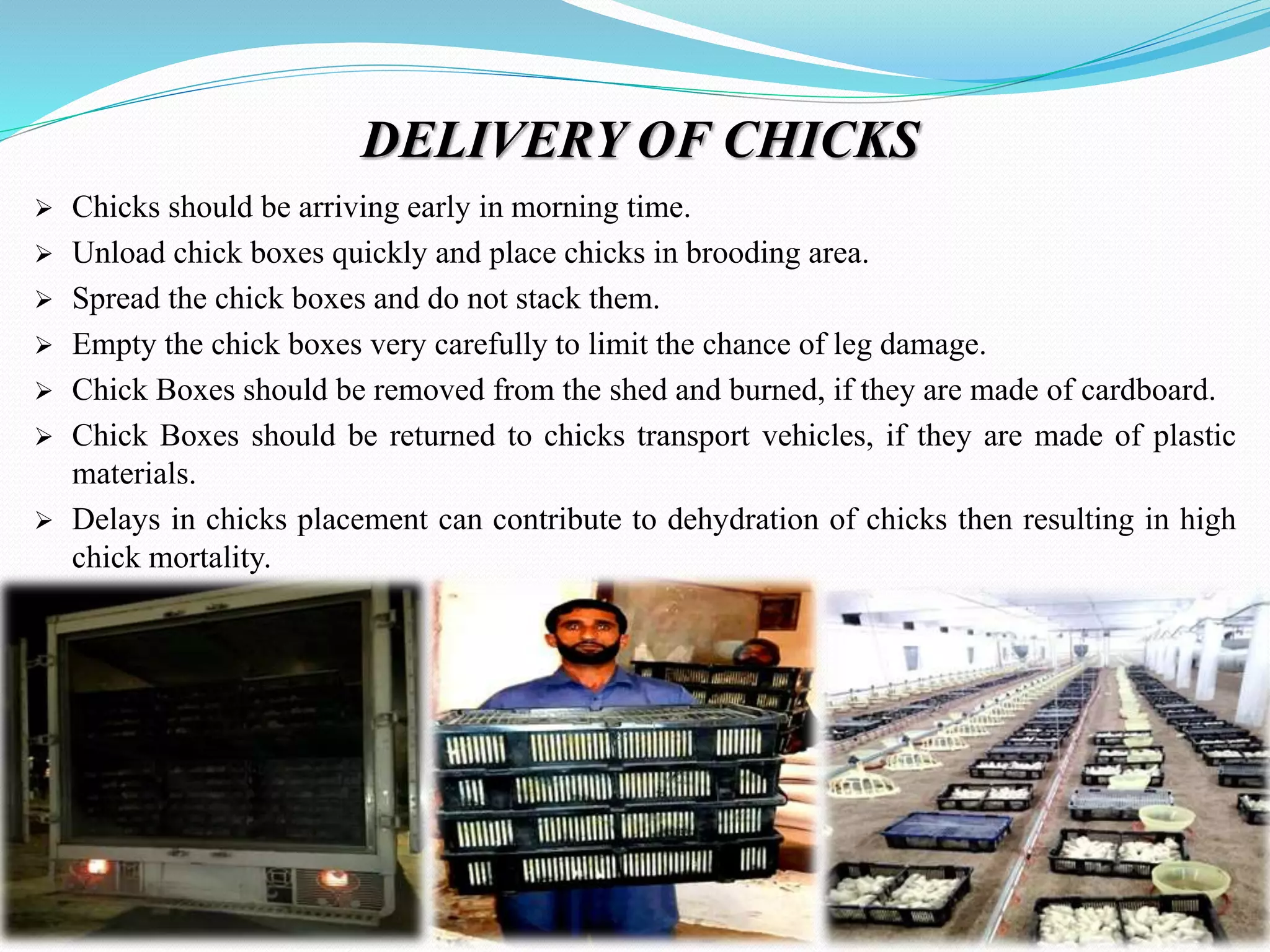 "Pre-Brooding Management" | PPTX