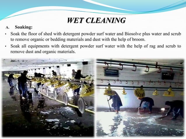 "Pre-Brooding Management" | PPTX