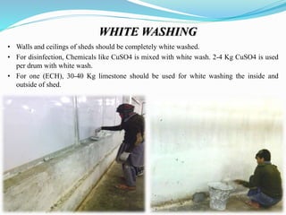 "Pre-Brooding Management" | PPTX