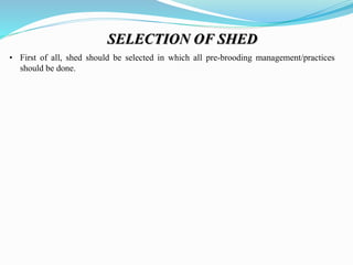 "Pre-Brooding Management" | PPTX