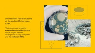 PRE-CAMBRIAN EVOLUTION PRESENTATION.pptx