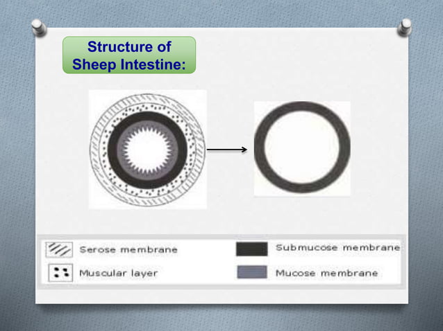 Pre defense sample slide | PPT