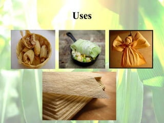 Study on Corn Husk | PPTX
