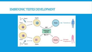 physiology of reproductive | PPTX | Sexual Conditions | Sexual Health