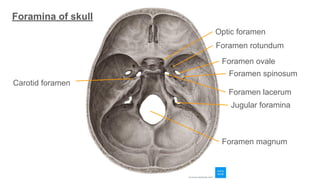 Axial Skeleton Diagrams with Labels .pdf