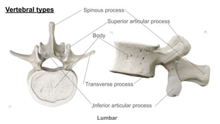 Axial Skeleton Diagrams with Labels .pdf