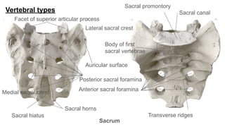 Axial Skeleton Diagrams with Labels .pdf