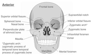 Axial Skeleton Diagrams with Labels .pdf