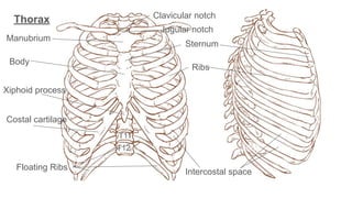 Axial Skeleton Diagrams with Labels .pdf