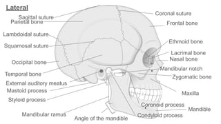 Axial Skeleton Diagrams with Labels .pdf