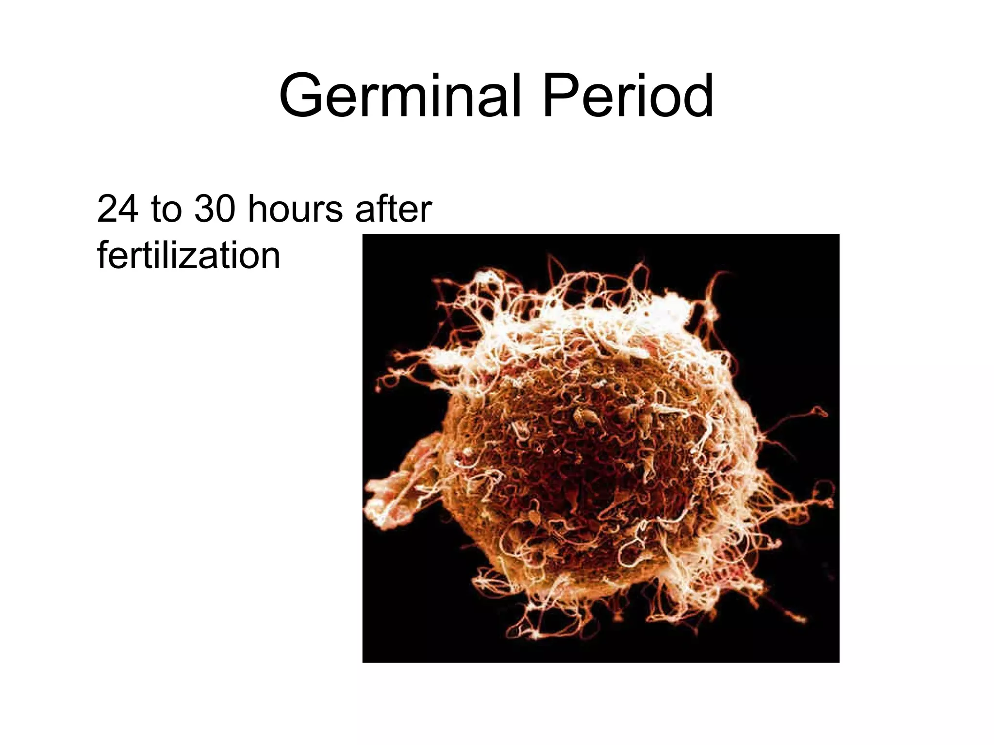 Prenatal Development | PPT