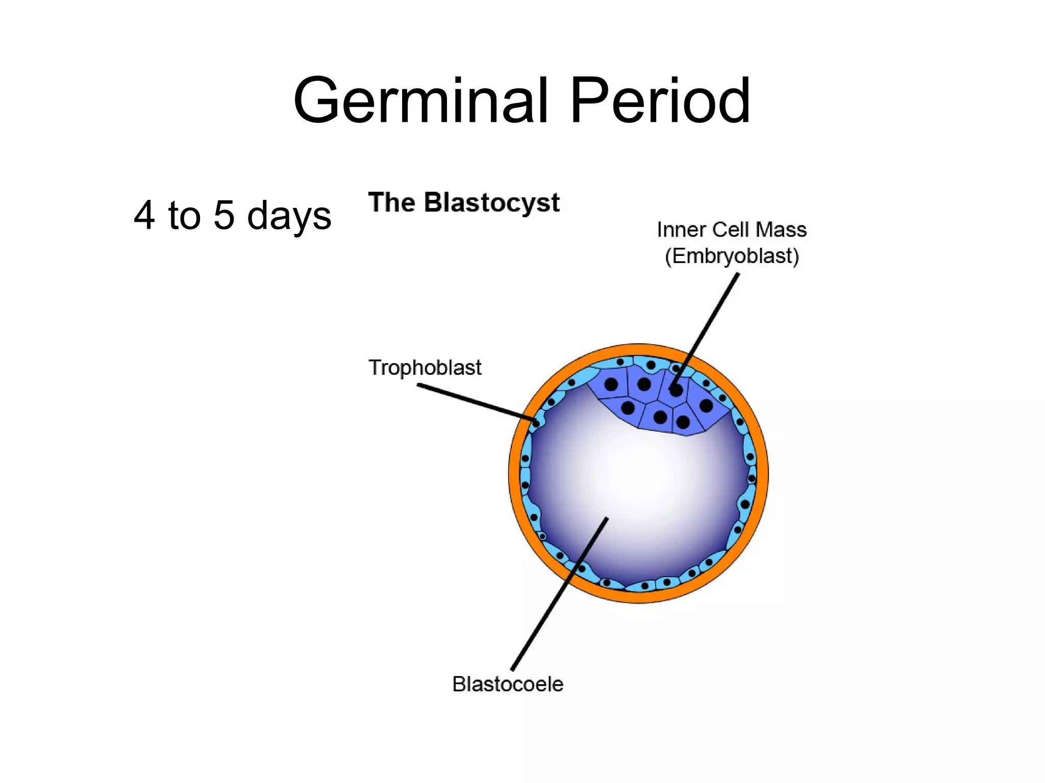 Prenatal Development | PPT