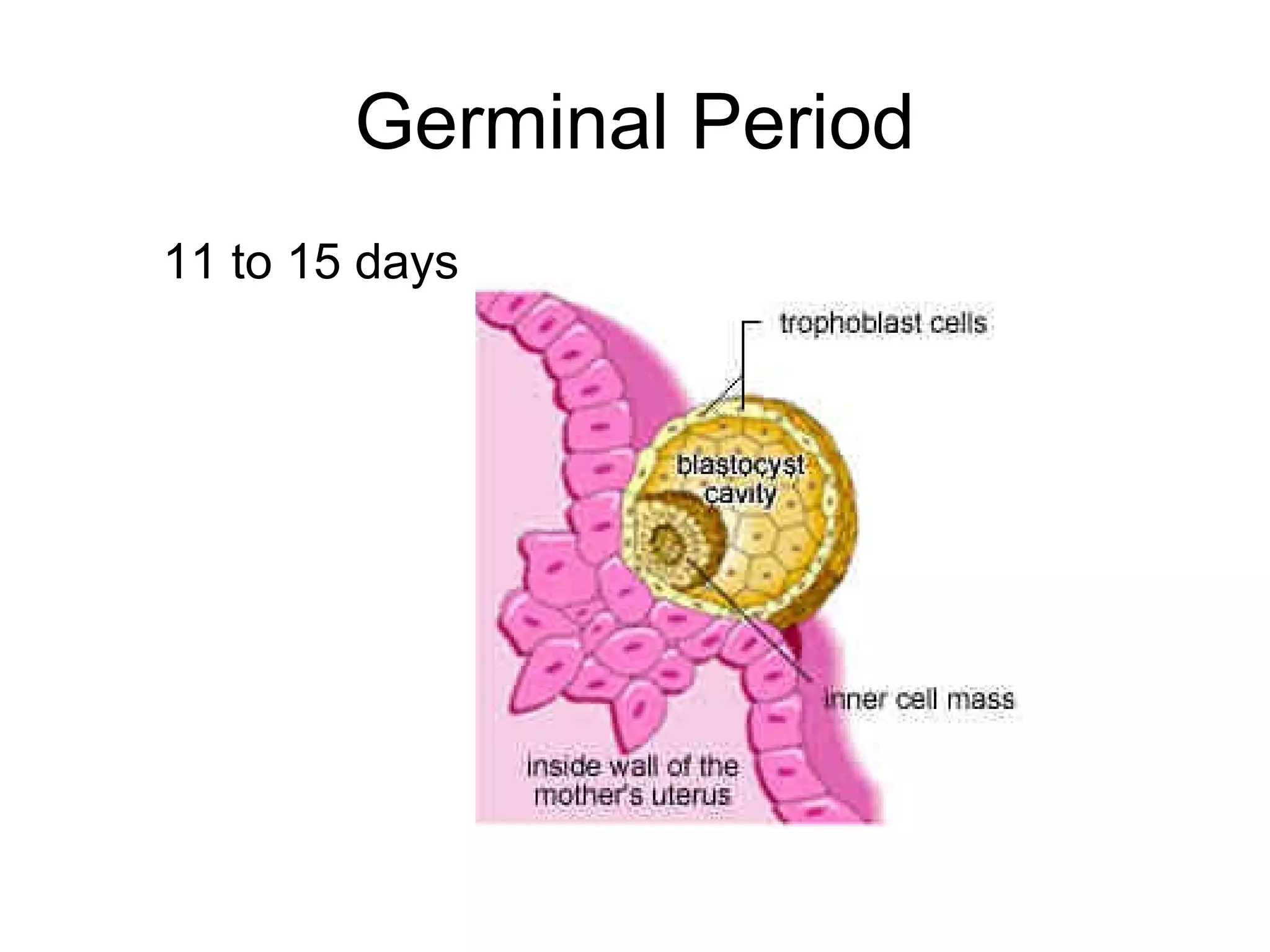 Prenatal Development | PPT