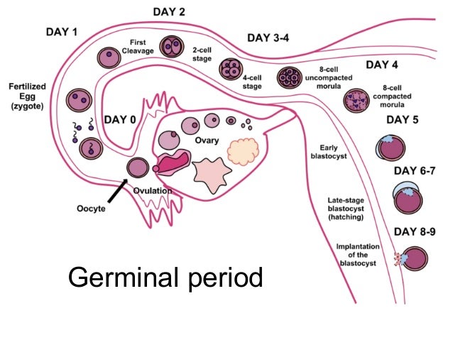 Prenatal Development