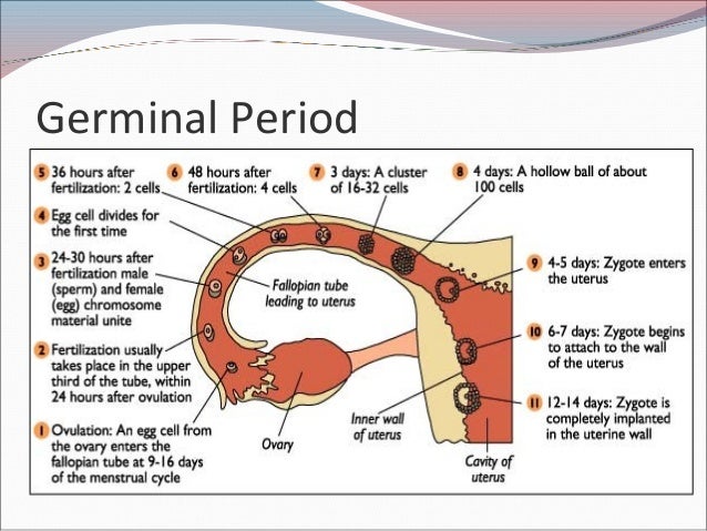 The Stages Of Prenatal Period