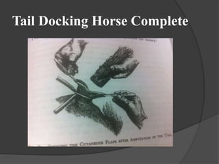 Pre operative protocol for tail docking in equine | PPTX