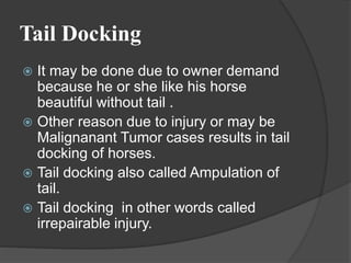 Pre operative protocol for tail docking in equine | PPTX