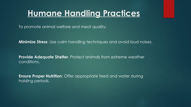 Pre - Slaughter care Presentation.p nmptx | PPTX